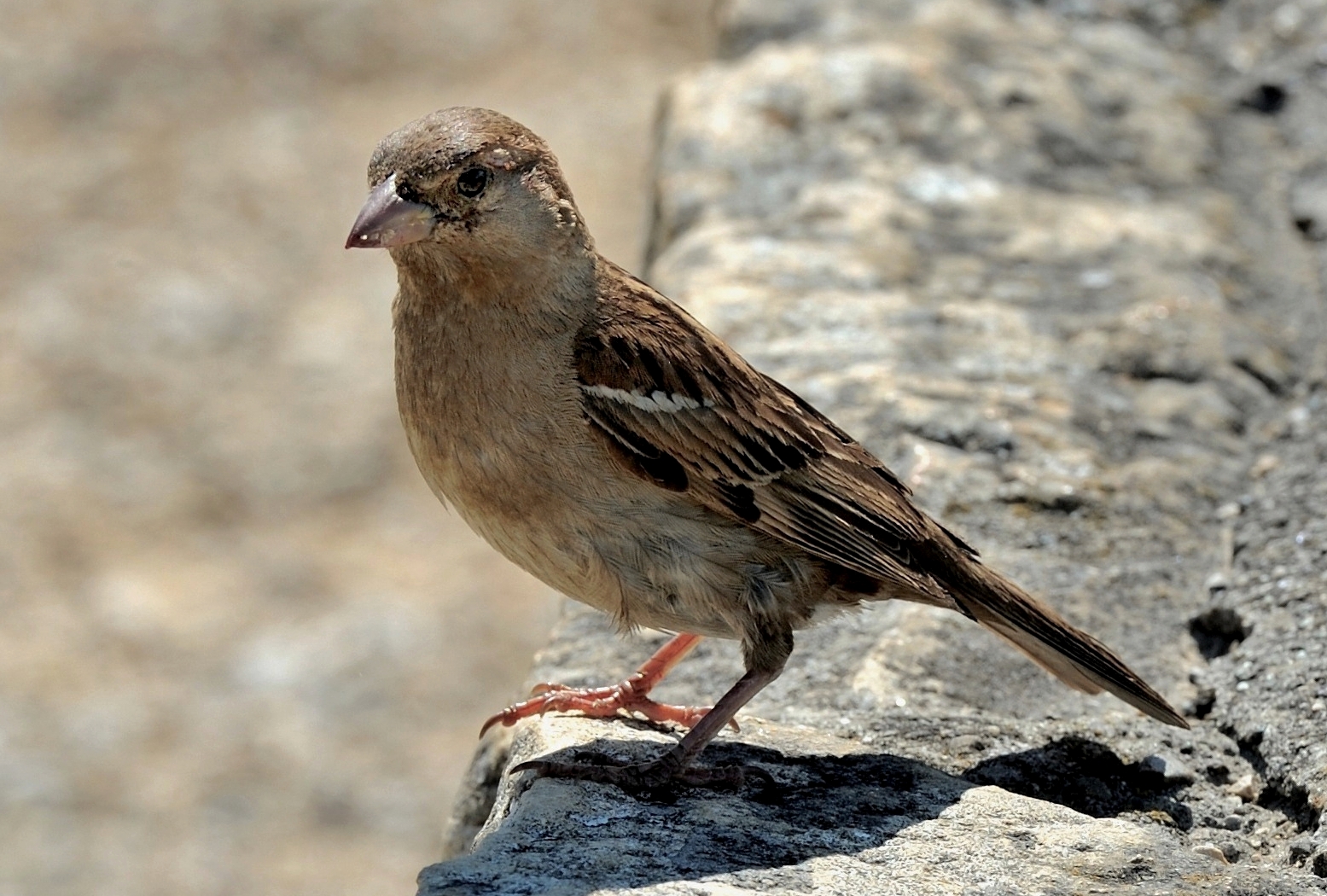 Le moineau photo et image | animaux, animaux sauvages, oiseaux Images ...