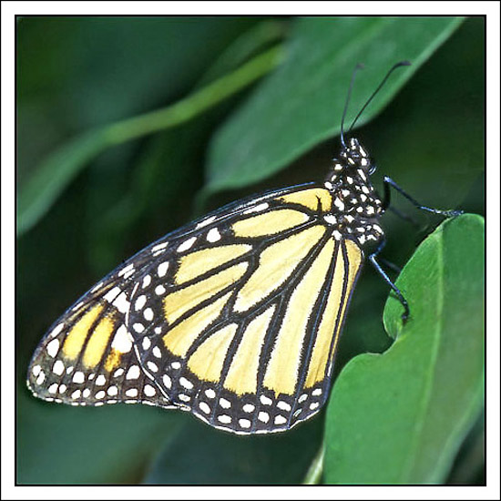 Le monarque photo et image | macro nature, macro insectes, macro Images ...