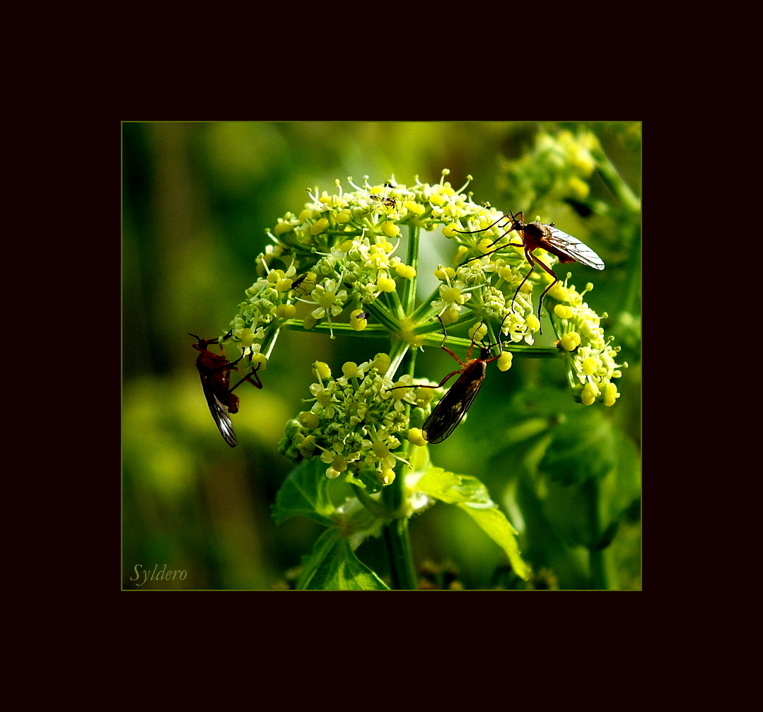 Le monde des insectes photo et image | macro nature, macro insectes ...