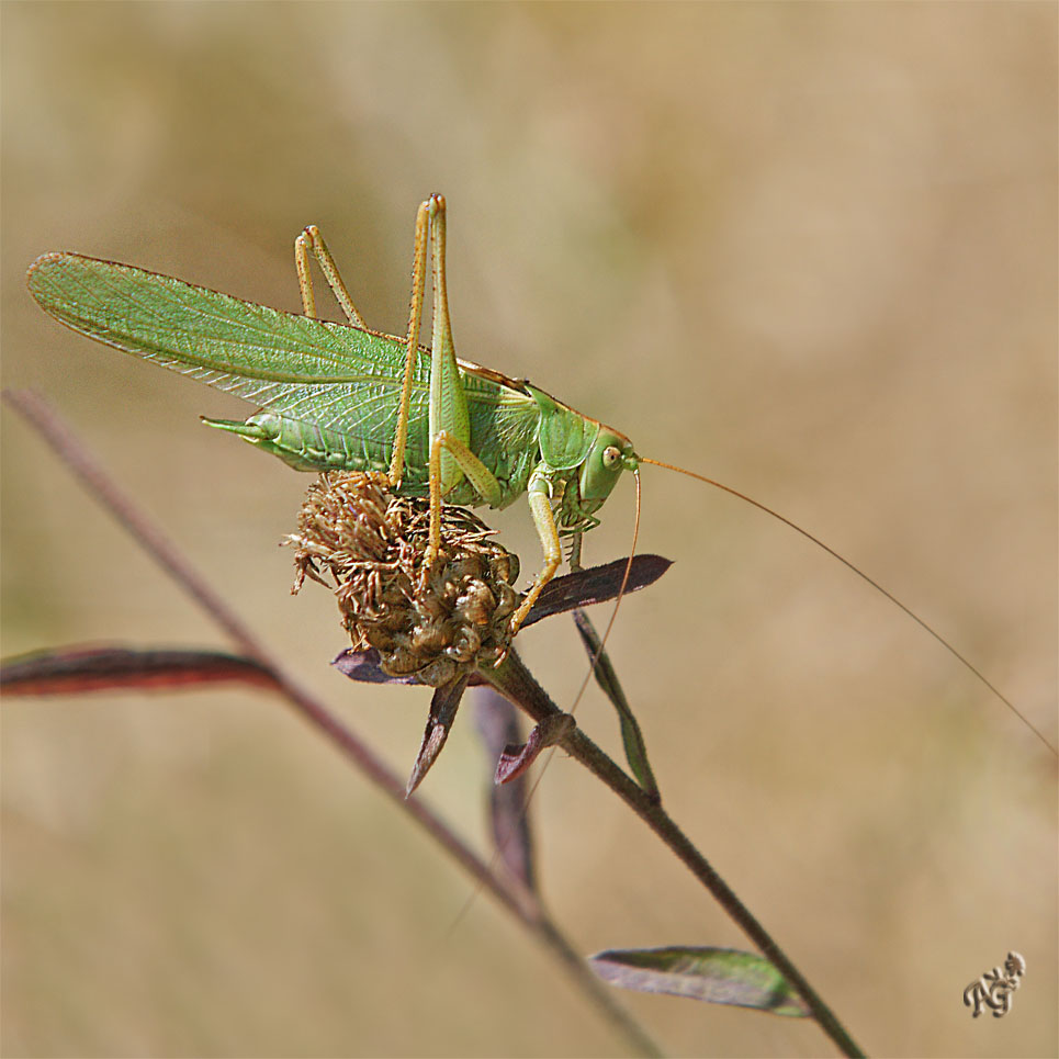 Le monde des insectes..... photo et image | macro nature, macro ...