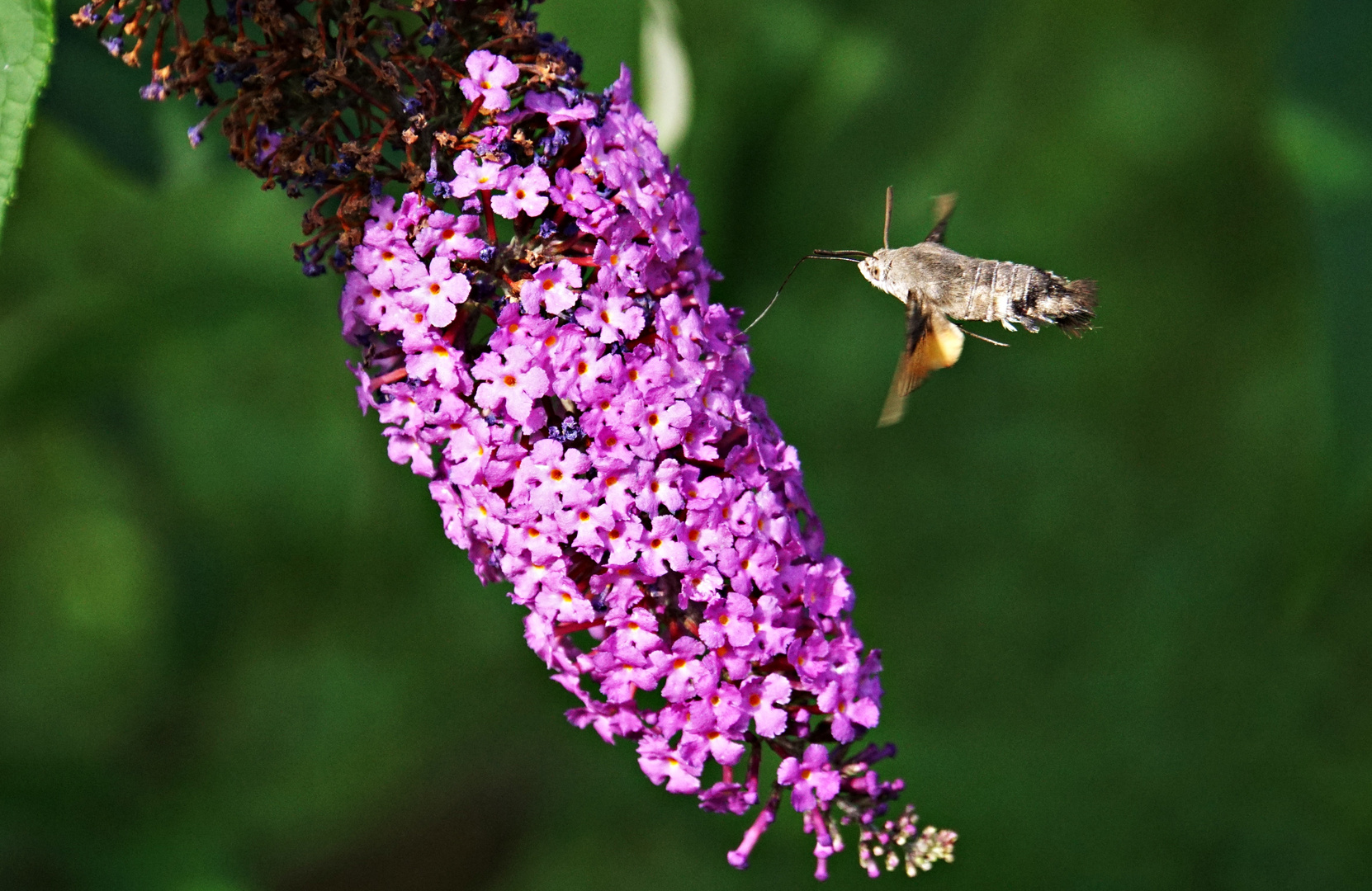 Le Moro-Sphinx..... photo et image | nature, macro, été Images ...