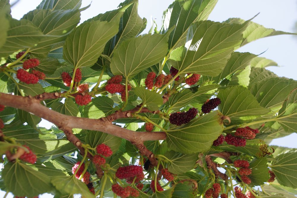 Le Mûrier ... photo et image | nature, fruits, mûrier Images fotocommunity