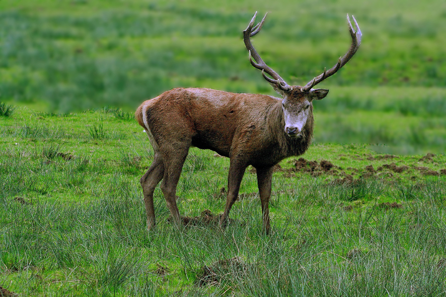 ...Le muscadin...;-) photo et image | animaux, animaux sauvages ...