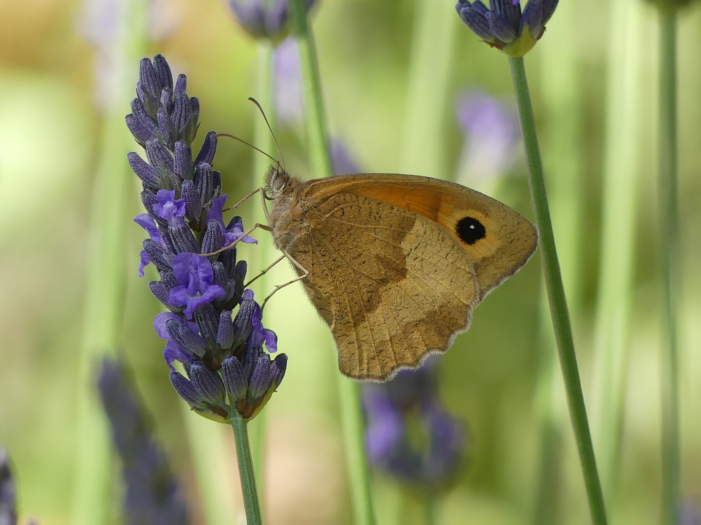 Le myrtil photo et image | nature, world, outdoor Images fotocommunity