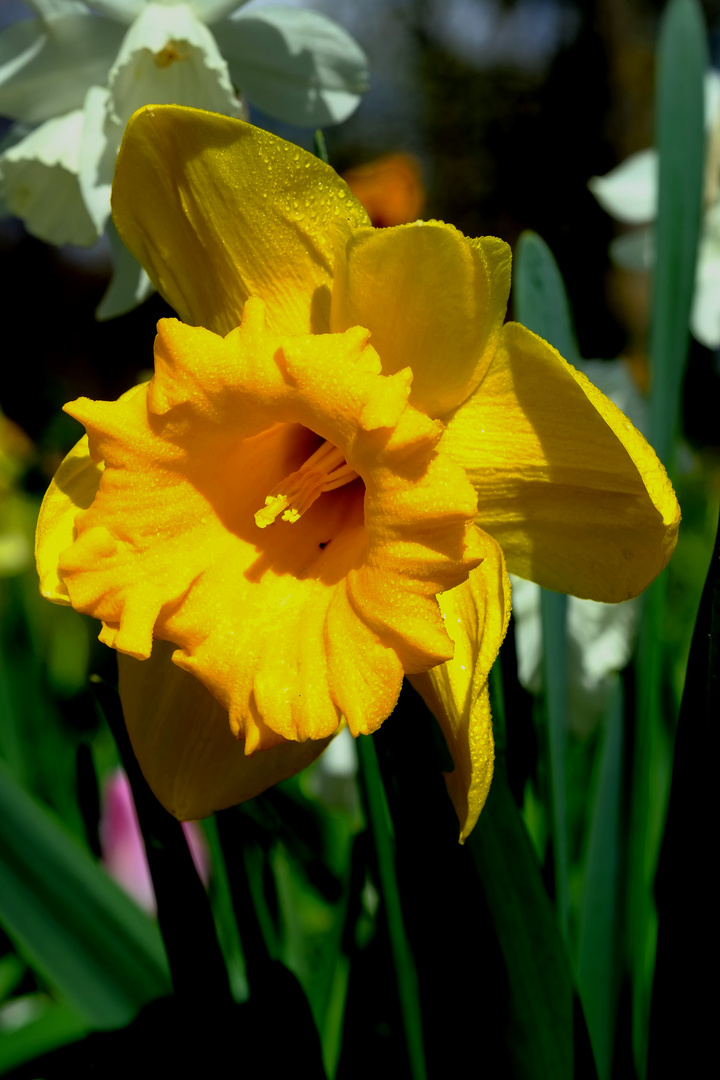 le Narcisse photo et image | fleurs, special, animations ...