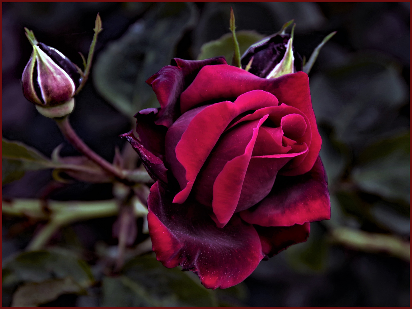 le noir et le rouge.....des roses! Foto % Immagini| italy, nature ...