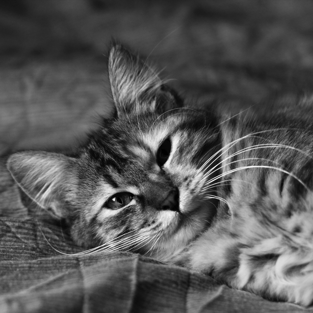 Le Pacha photo et image | animaux, animaux domestiques, chats Images ...