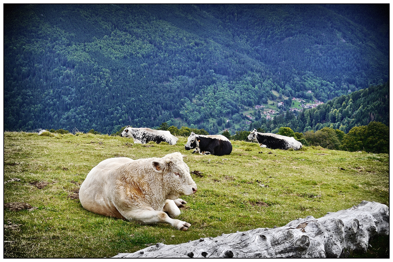 Le pacha photo et image | france, kuh, frankreich Images fotocommunity