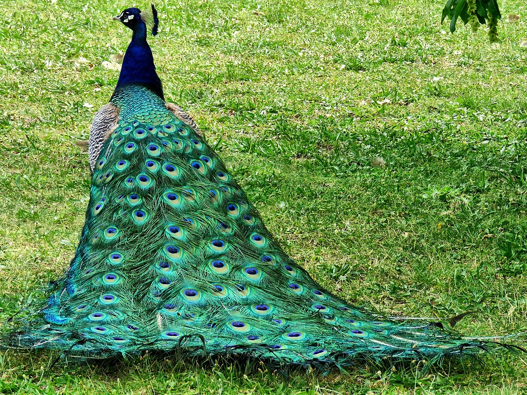 Le Paon photo et image | nature, animaux, paon Images fotocommunity