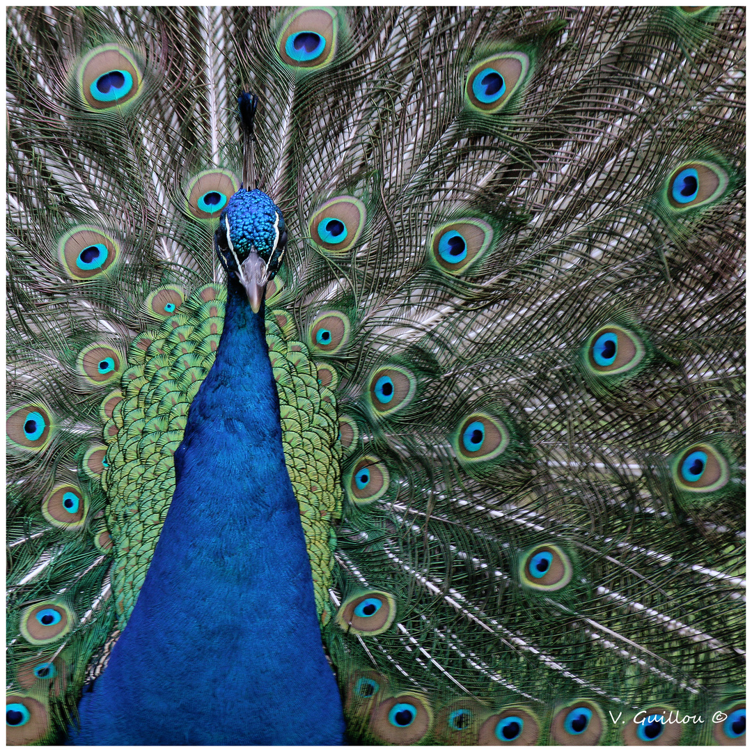 LE PAON photo et image | animaux, paon, nature Images fotocommunity