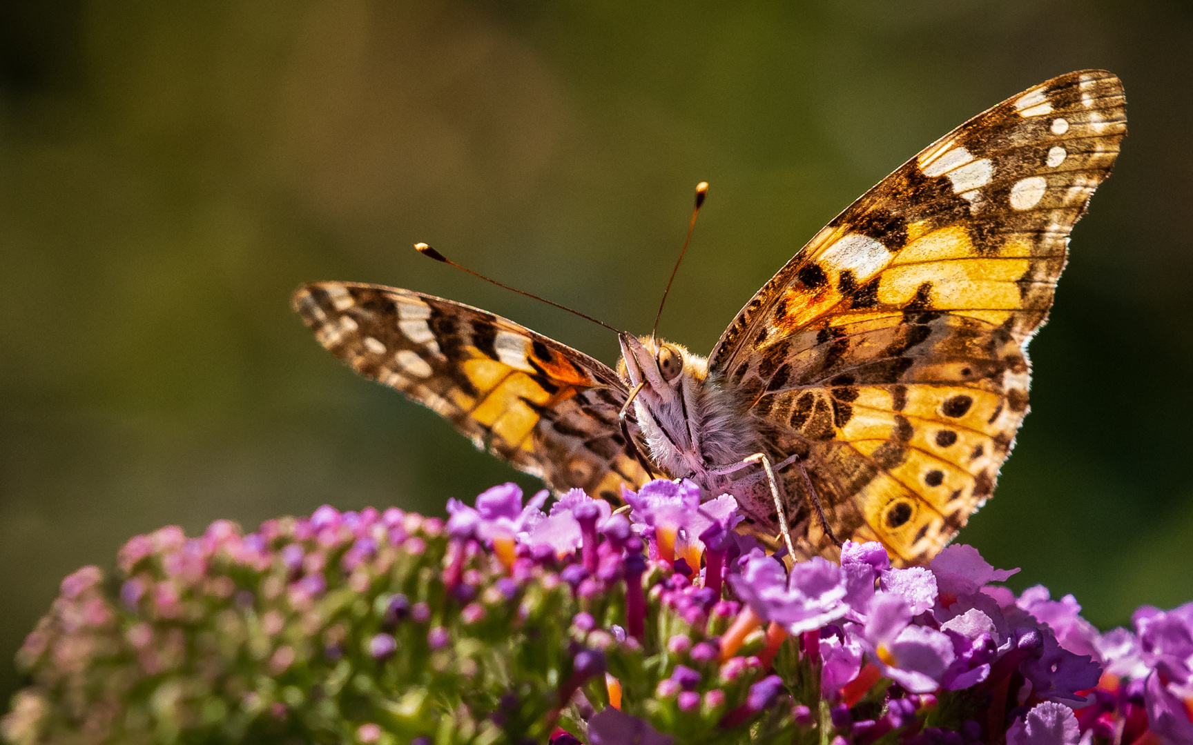 Le Papillon Foto & Bild | sommer, makro, natur Bilder auf fotocommunity Le Papillon Foto & Bild | sommer, makro, natur Bilder auf fotocommunity