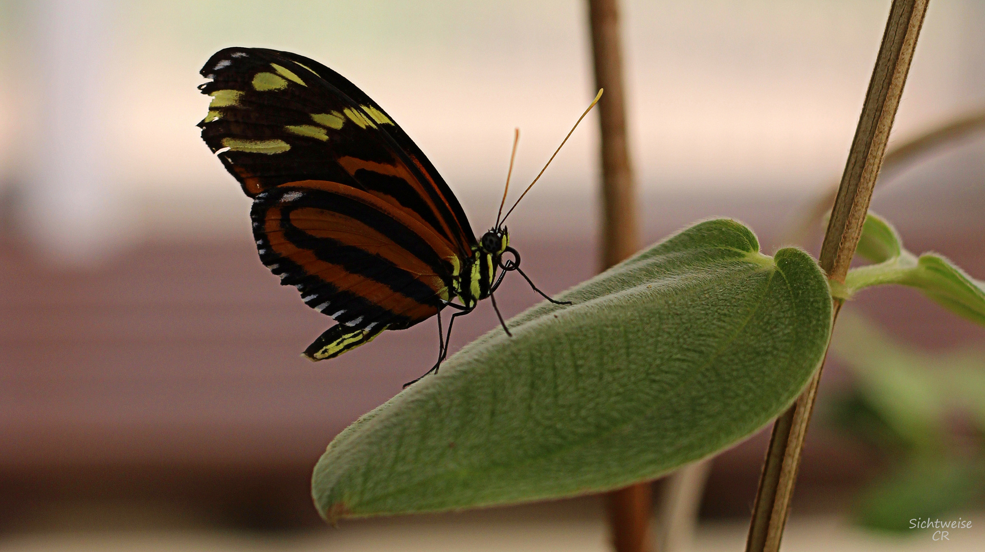 le papillon Foto & Bild | tiere, wildlife, schmetterlinge Bilder auf ...