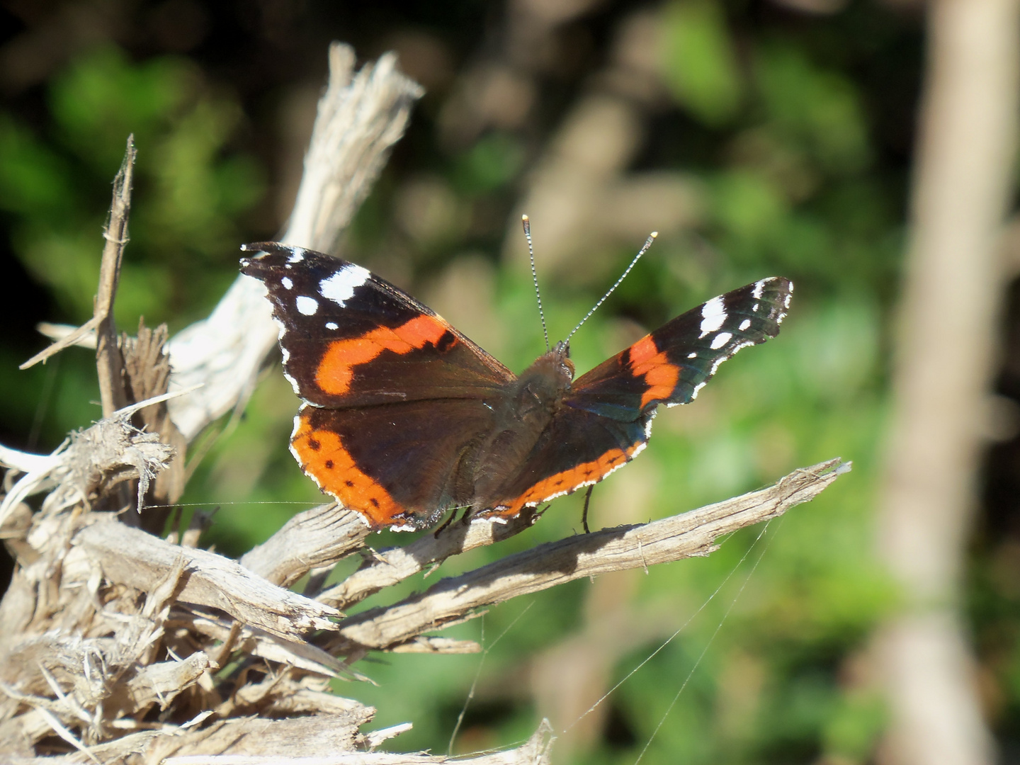 Le papillon photo et image | animaux, papillon, nature Images fotocommunity