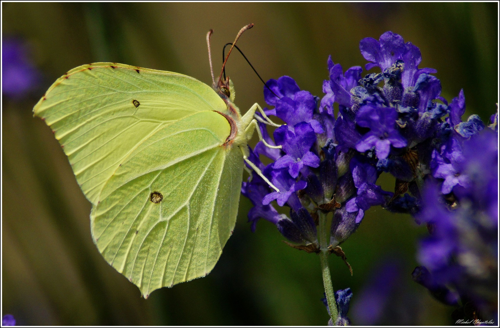le papillon citron photo et image | macro nature, macro insectes ...