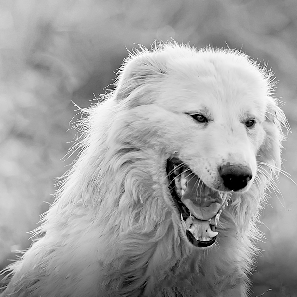 Le Patou. photo et image | europe, france, franche-comté Images ...