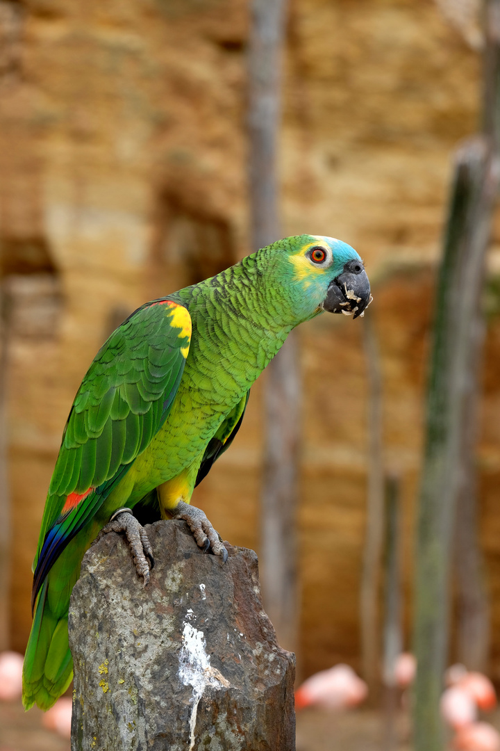 le Perroquet photo et image | nature, animaux, zoo Images fotocommunity