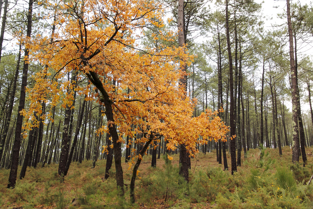 le petit chêne !! photo et image | les saisons, automne, divers Images ...