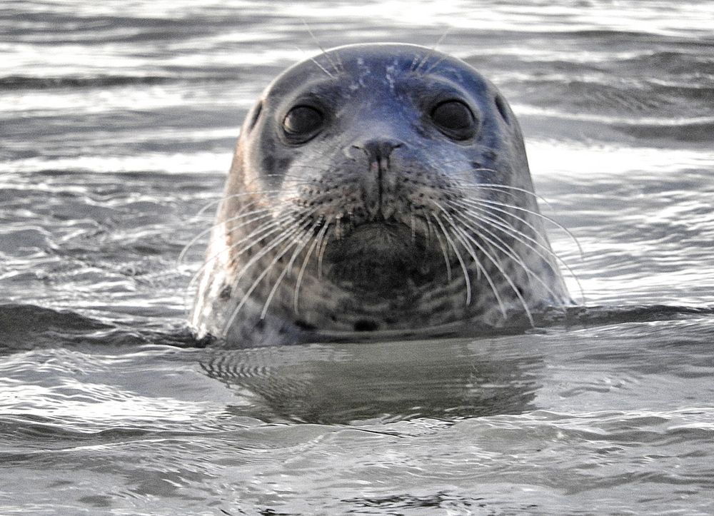 le petit curieux photo et image | animaux, animaux sauvages, portraits ...
