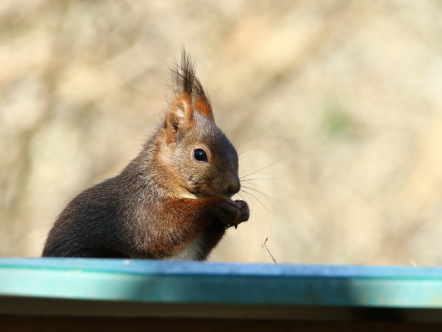 le petit écureuil ! photo et image | animaux, animaux sauvages, nature ...