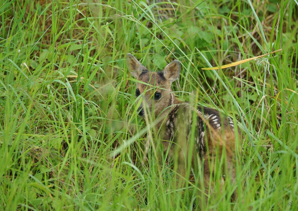 Le petit faon .... photo et image | animaux, animaux sauvages, cervidés ...