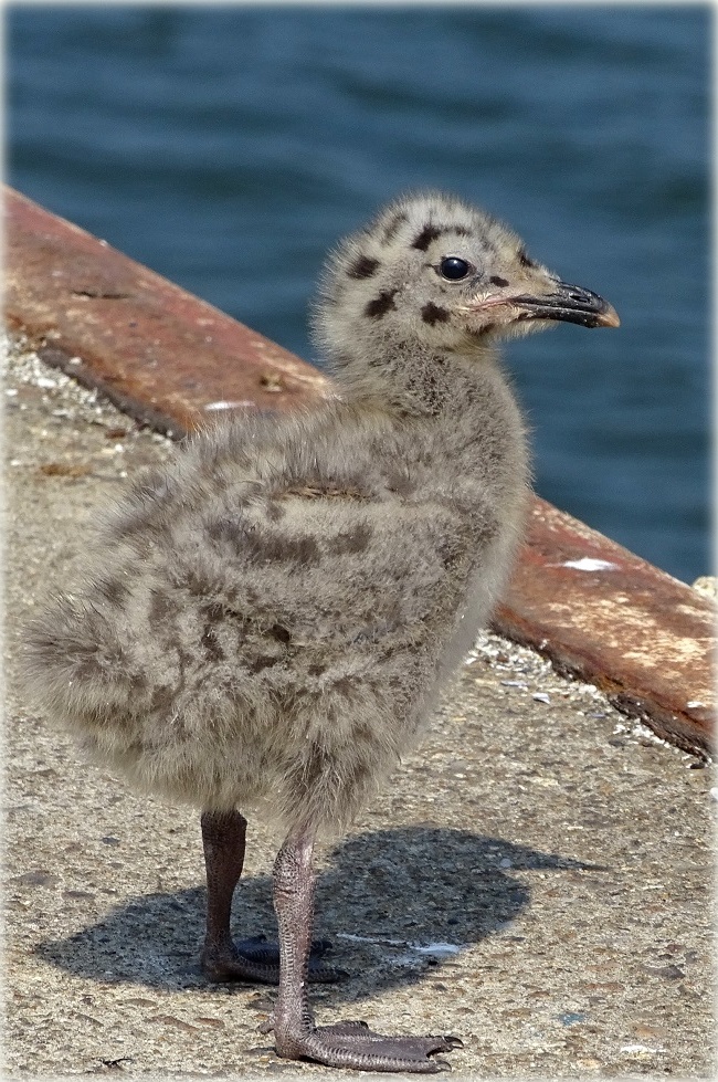 Le petit goeland photo et image | animaux, animaux sauvages, oiseaux ...