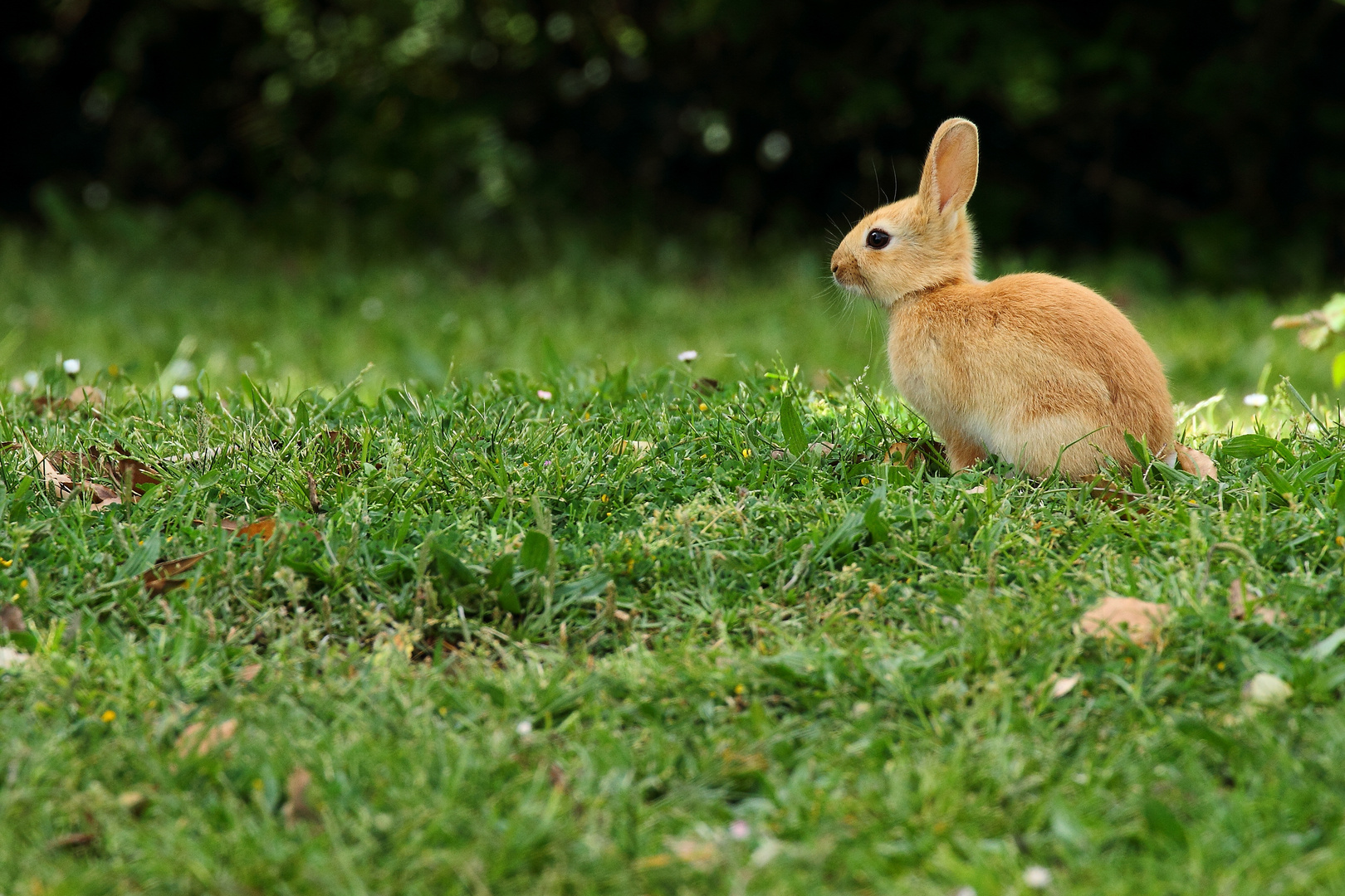 le petit lapin photo et image | nature, animaux, sauvages Images ...