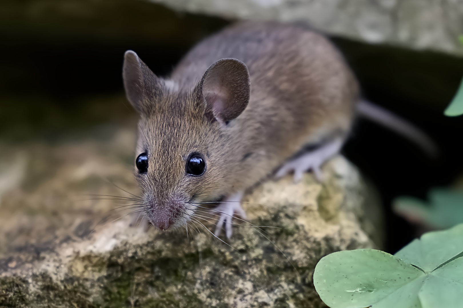 Le petit rongeur photo et image | animaux, animaux sauvages, france ...