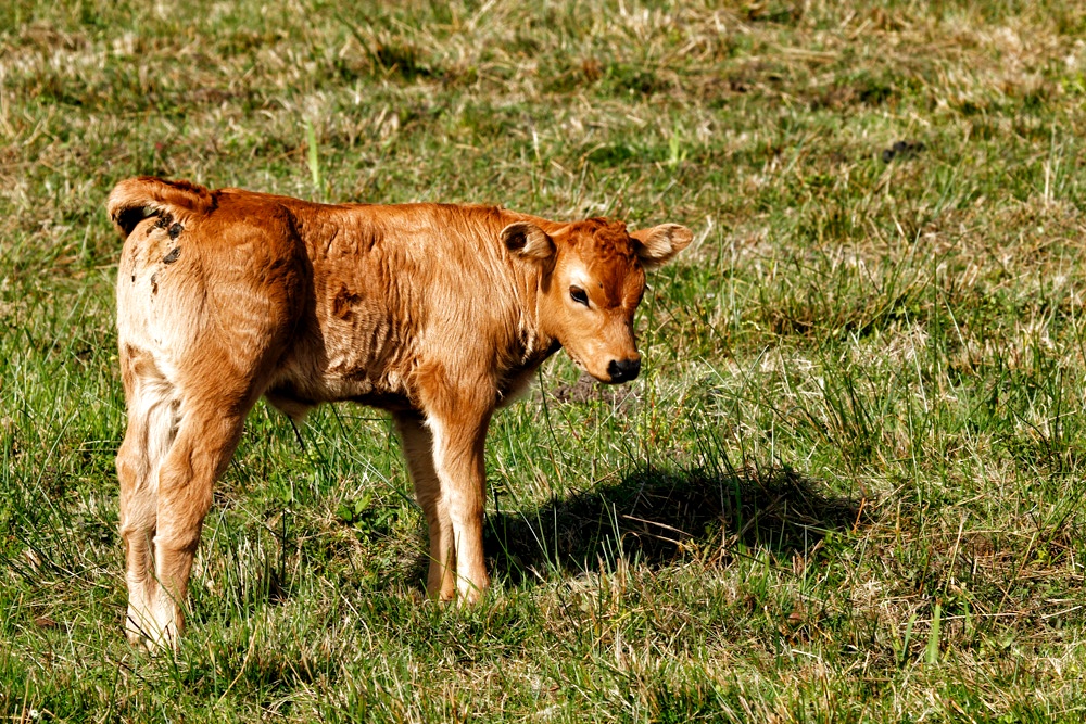 le petit veau !! photo et image | animaux, divers, nature Images ...