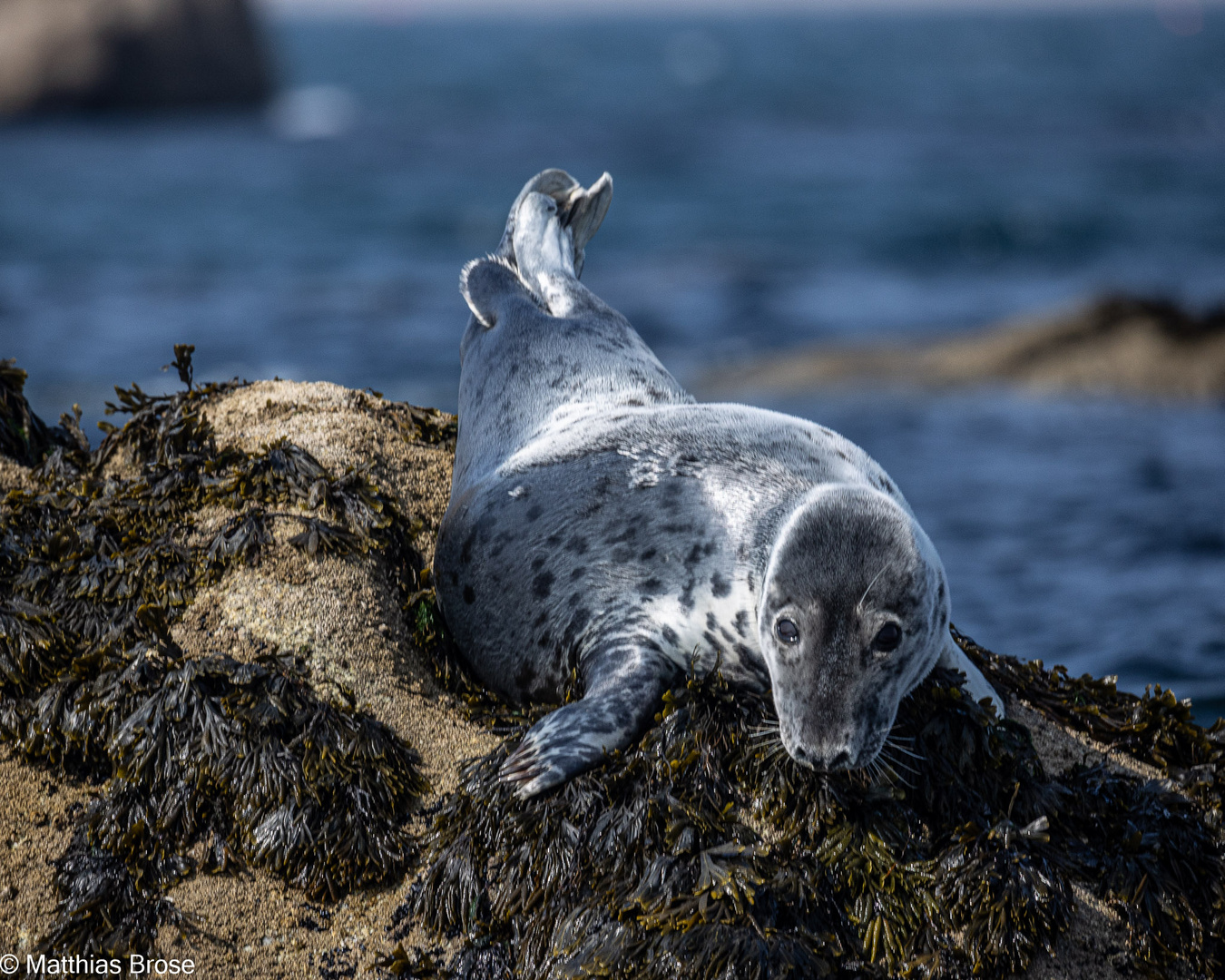 le phoque Foto & Bild | europe, france, tiere Bilder auf fotocommunity