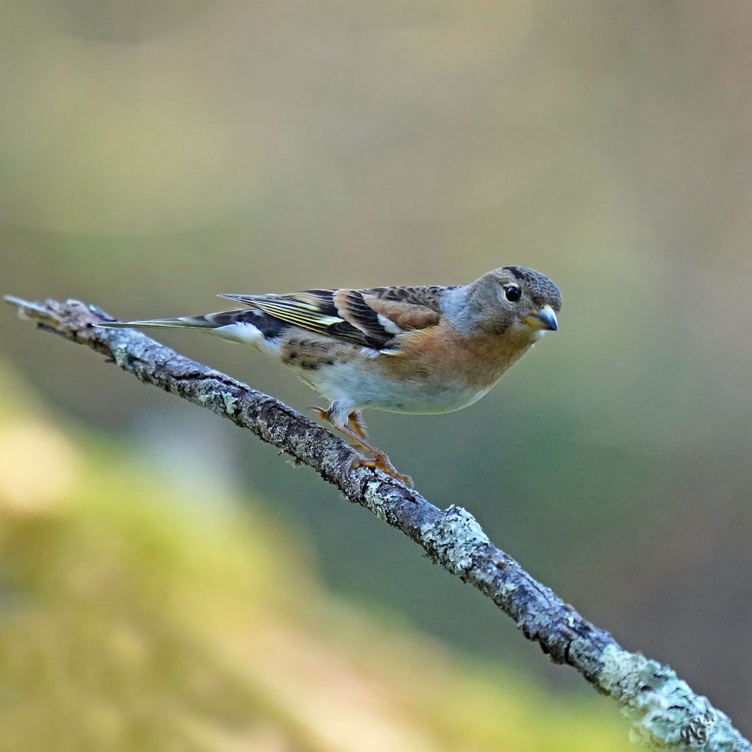 Le pinson du Nord.... photo et image | animaux, animaux sauvages ...