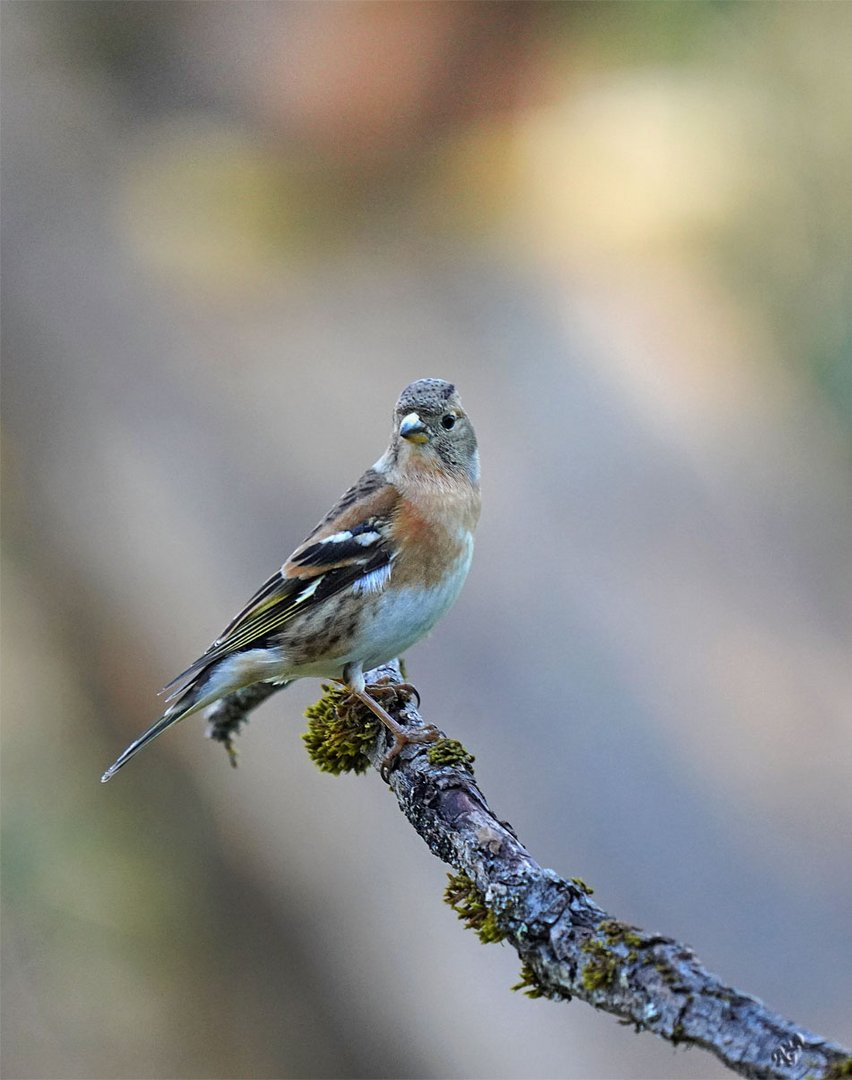 Le pinson .... photo et image | animaux, animaux sauvages, oiseaux ...