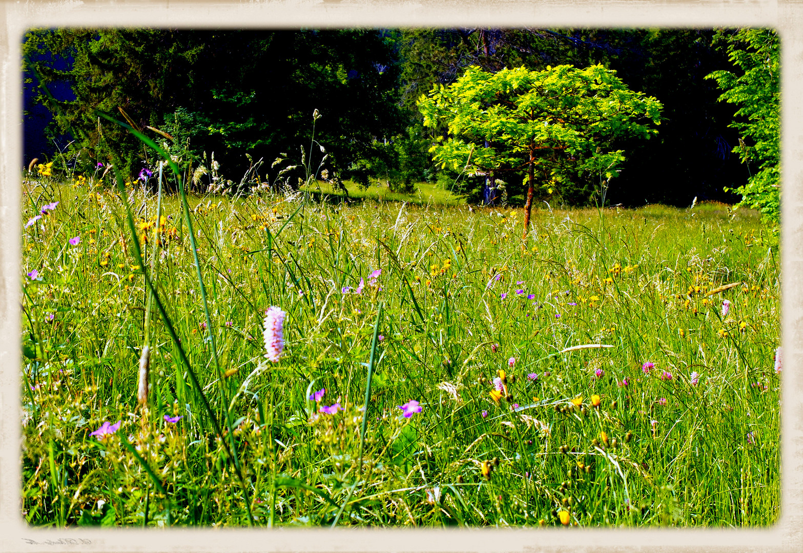 Le pré photo et image | nature, fleurs, campagne Images fotocommunity