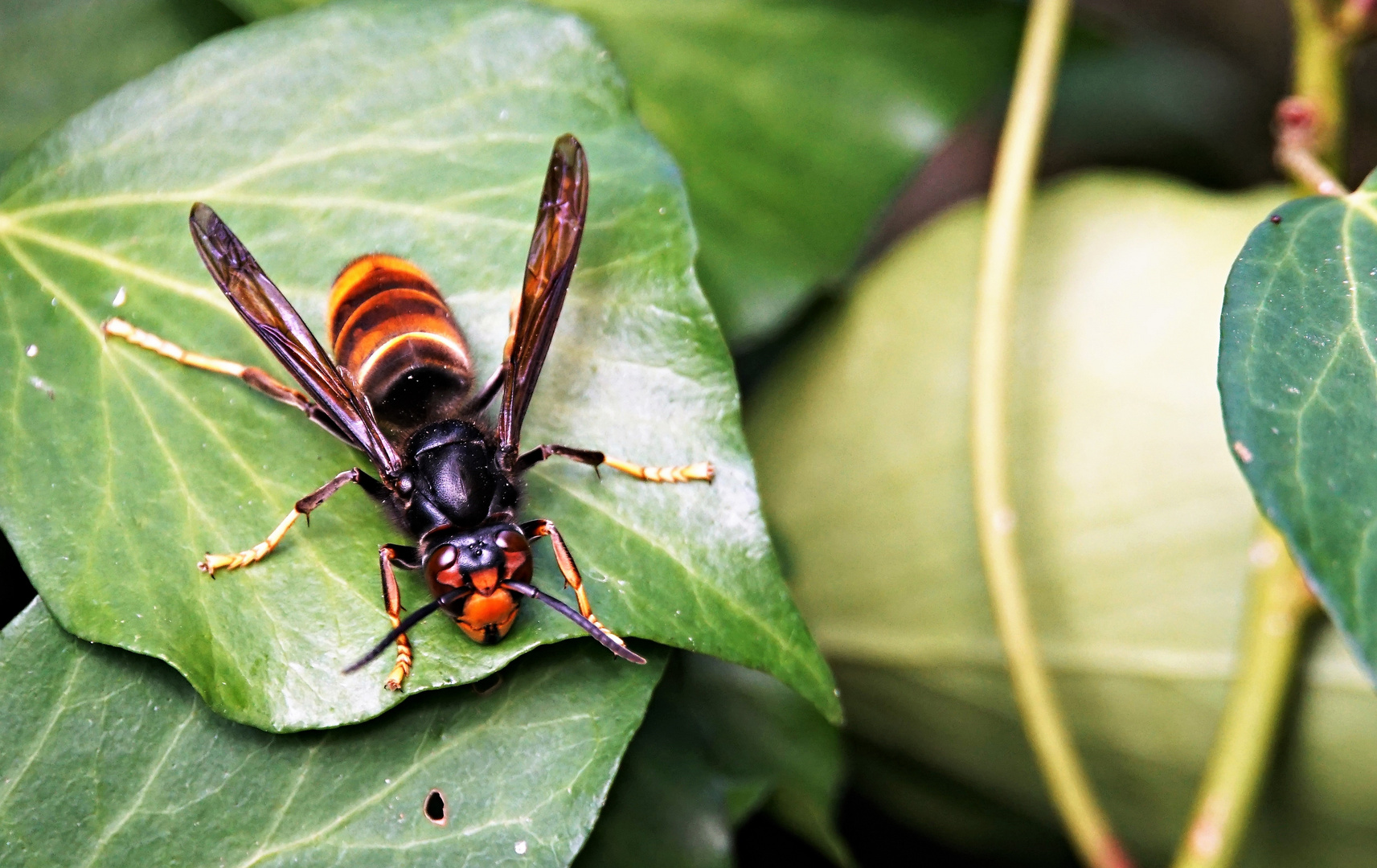 Le prédateur de Mireille.... photo et image | macro nature, macro ...
