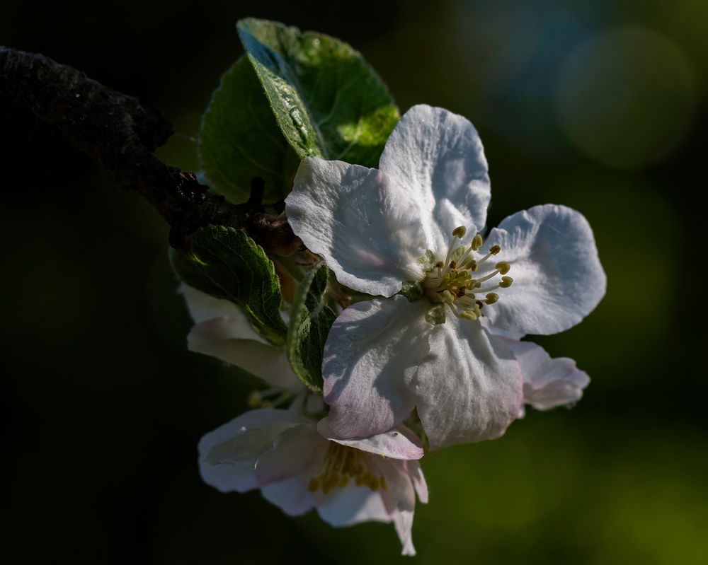 Le printemps photo et image | Images fotocommunity