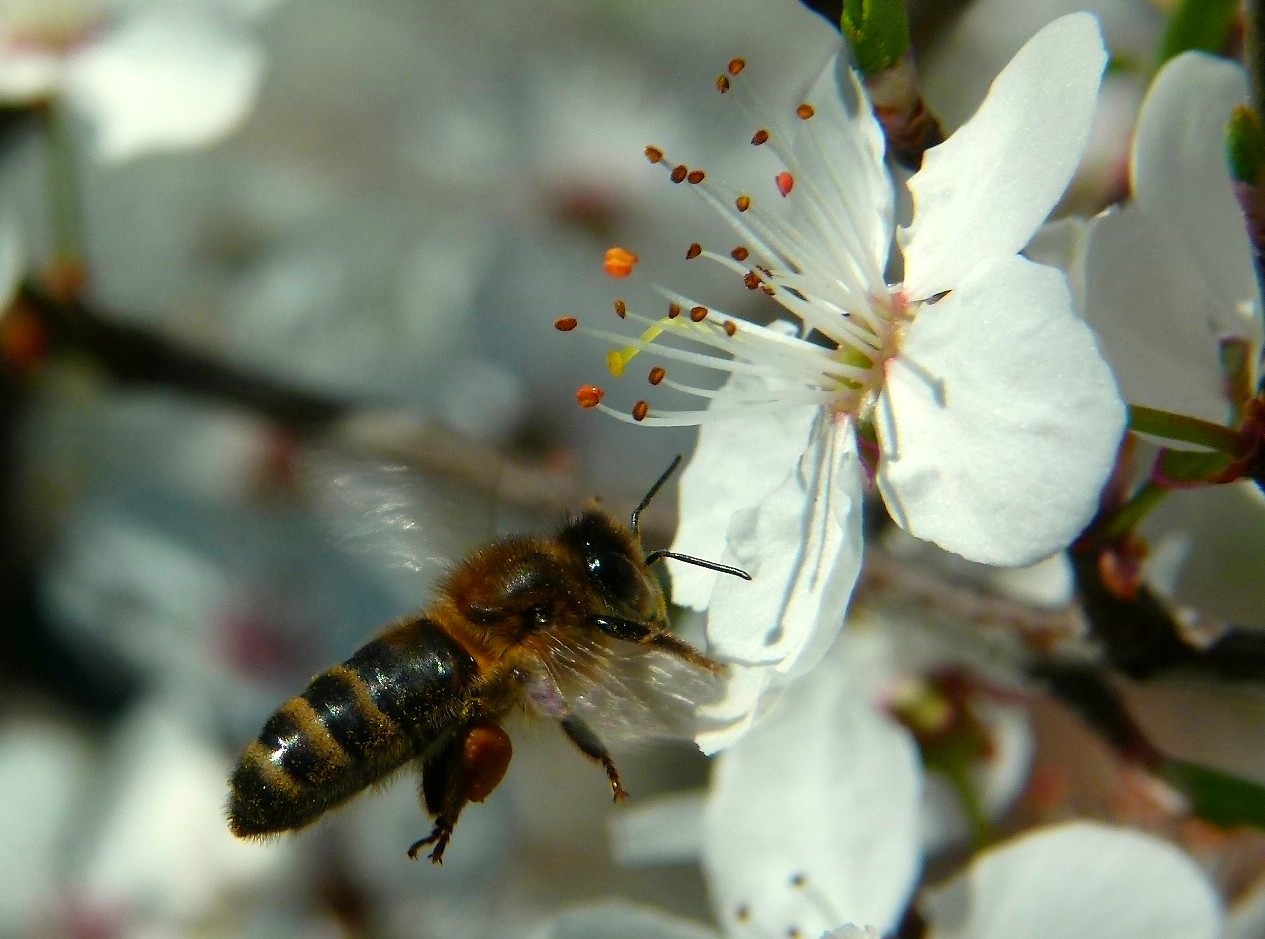 * le printemps * photo et image | macro nature, macro insectes, les ...