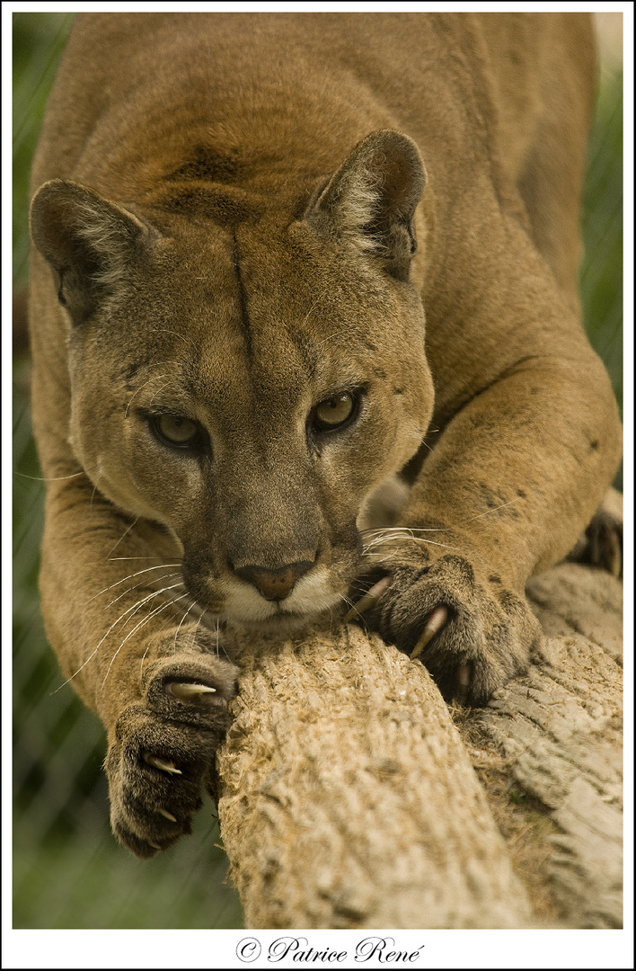 Le Puma photo et image | animaux, zoo et animaux en captivité, animaux ...
