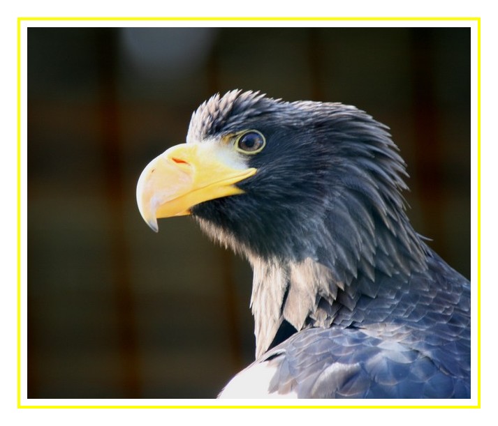 le Rapace photo et image | animaux, zoo et animaux en captivité ...