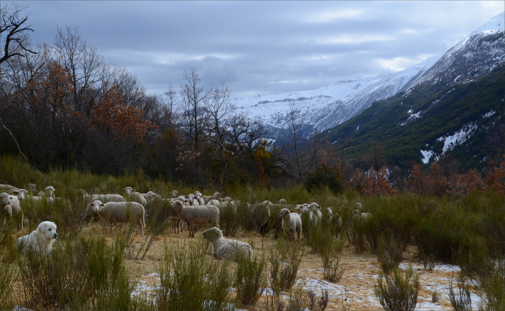 * le repos * photo et image | animaux, animaux domestiques, autres ...