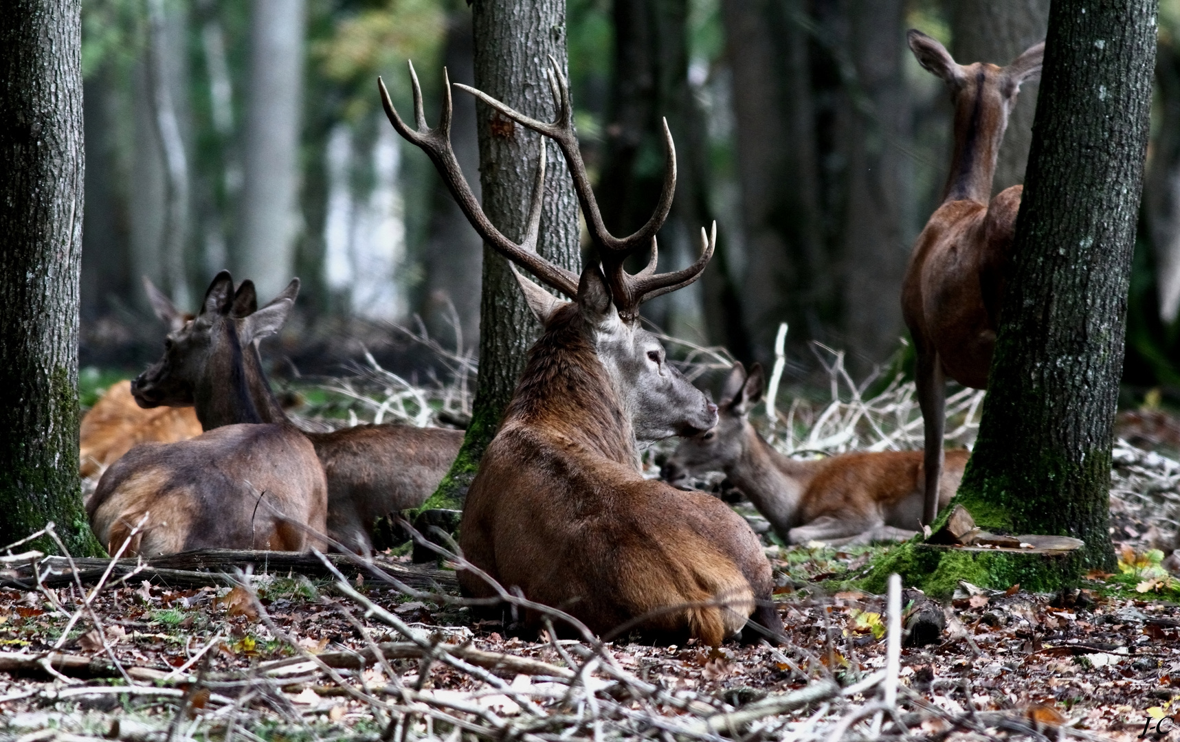 " Le repos de la harde " photo et image | animaux, animaux sauvages ...