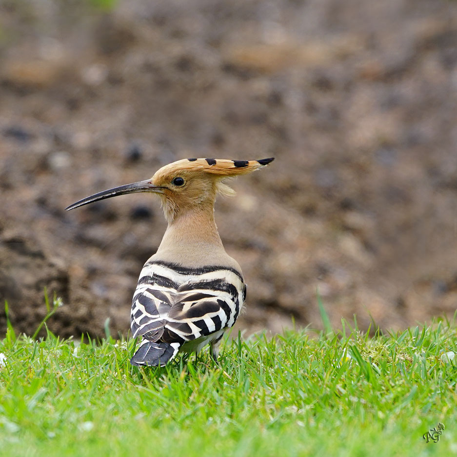 Le retour de la huppe fasciée ..... photo et image | animaux, animaux ...
