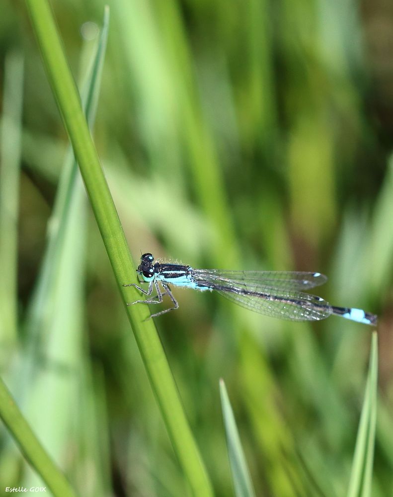 Le retour des demoiselles photo et image | macro nature, macro insectes ...
