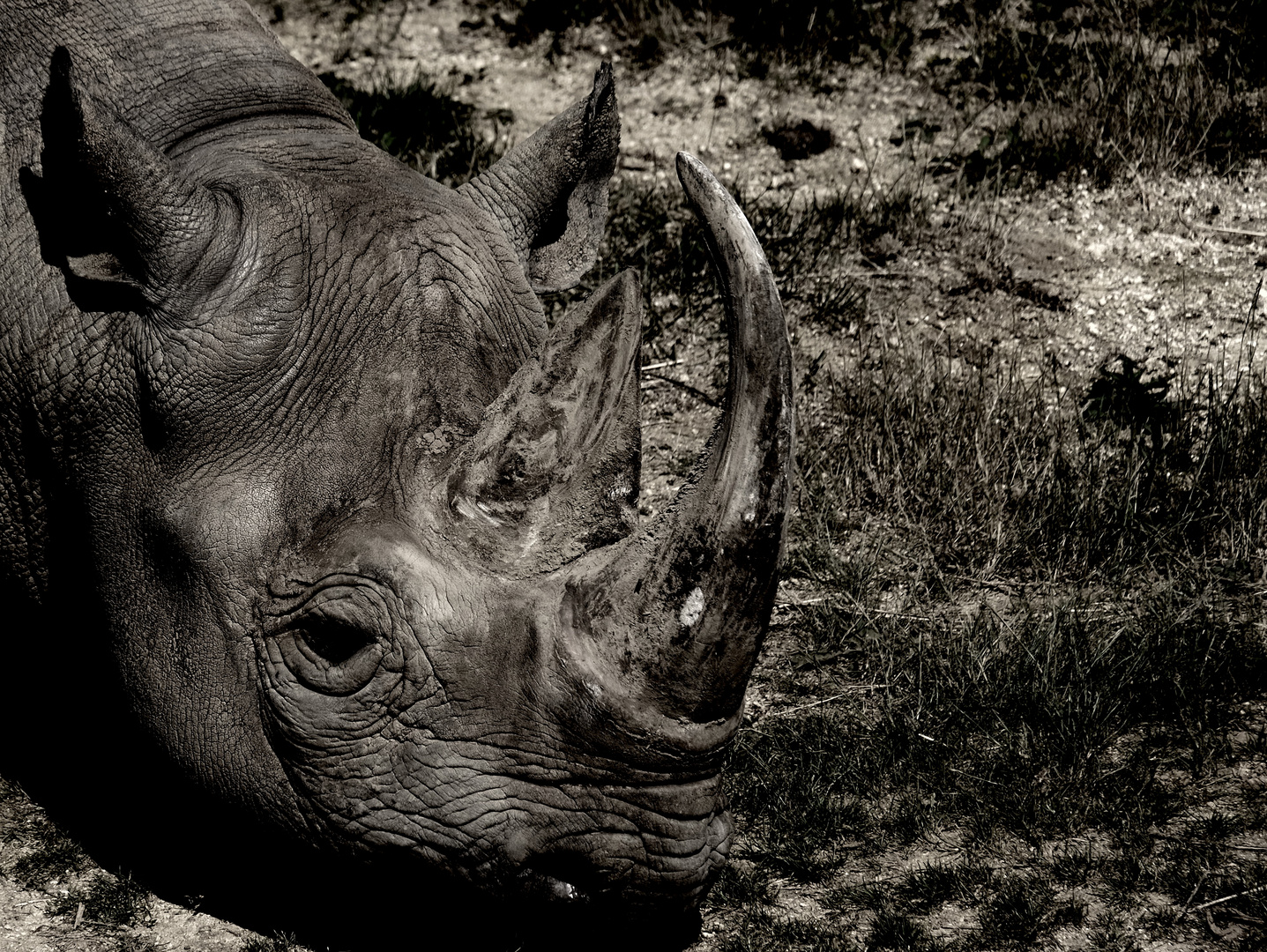 le Rhino photo et image | nature, animaux, parc de doué la fontaine ...