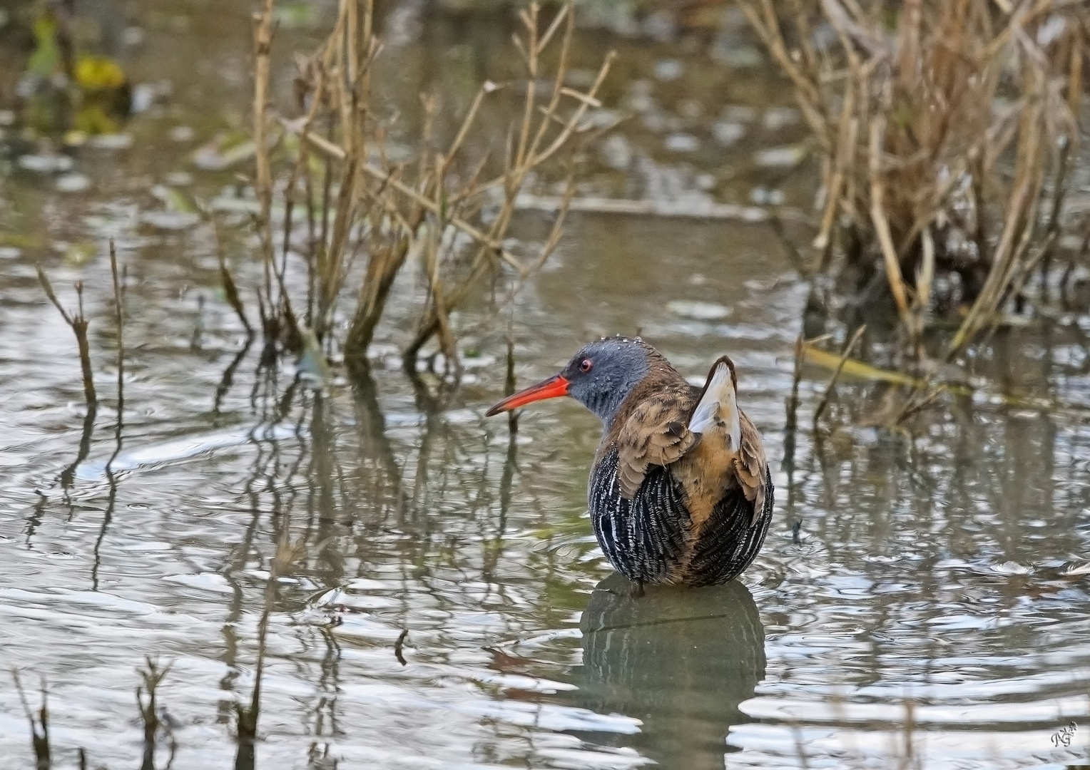 le râleur ..... photo et image | animaux, animaux sauvages, oiseaux ...