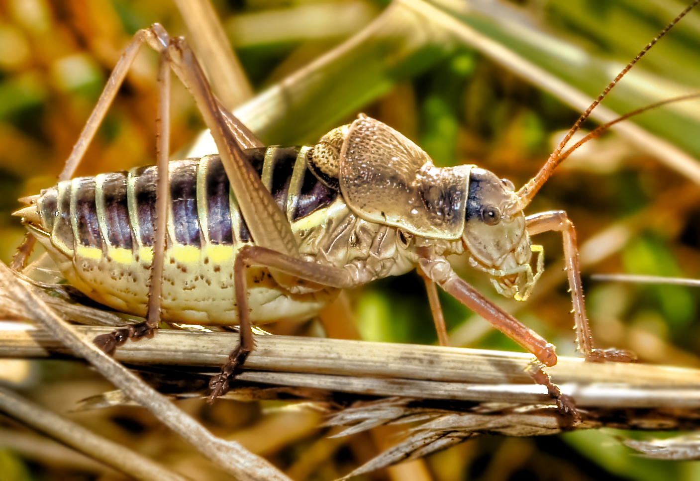Le roi des herbes photo et image | macro nature, macro insectes ...