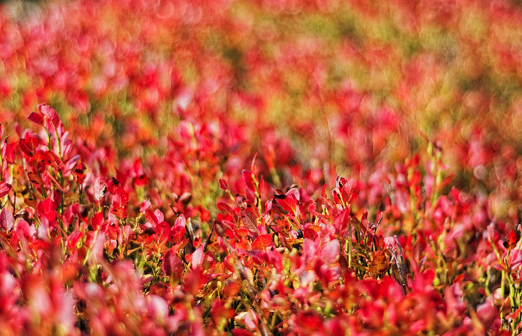 Le Rouge Foto & Bild | art, france, nature Bilder auf fotocommunity