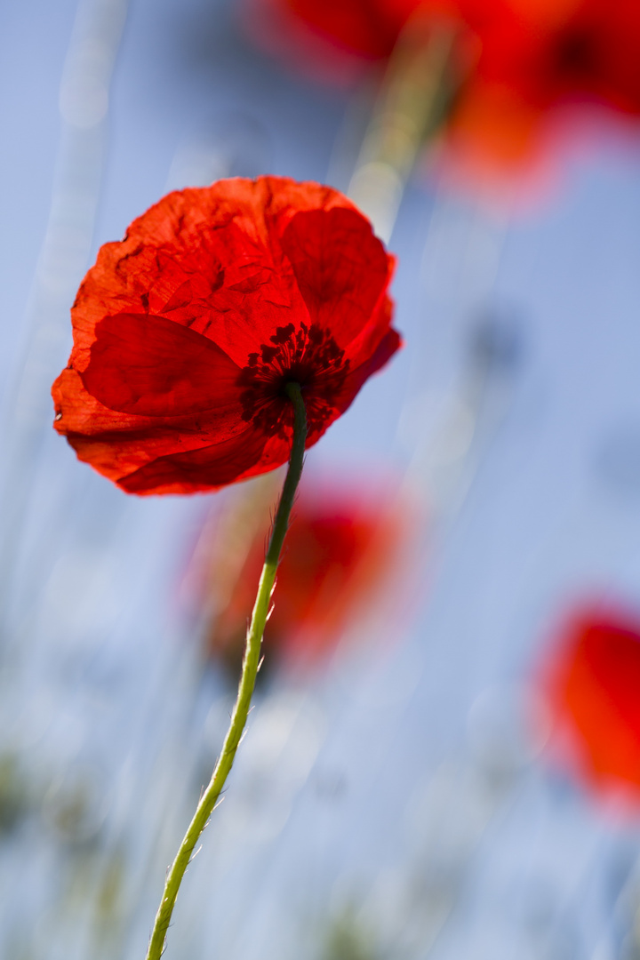 Le rouge est mis .... photo et image | animations photographiques, un ...
