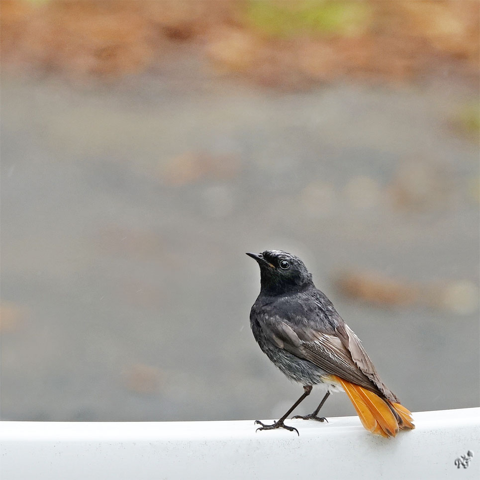 Le rouge queue photo et image | animaux, animaux sauvages, oiseaux ...