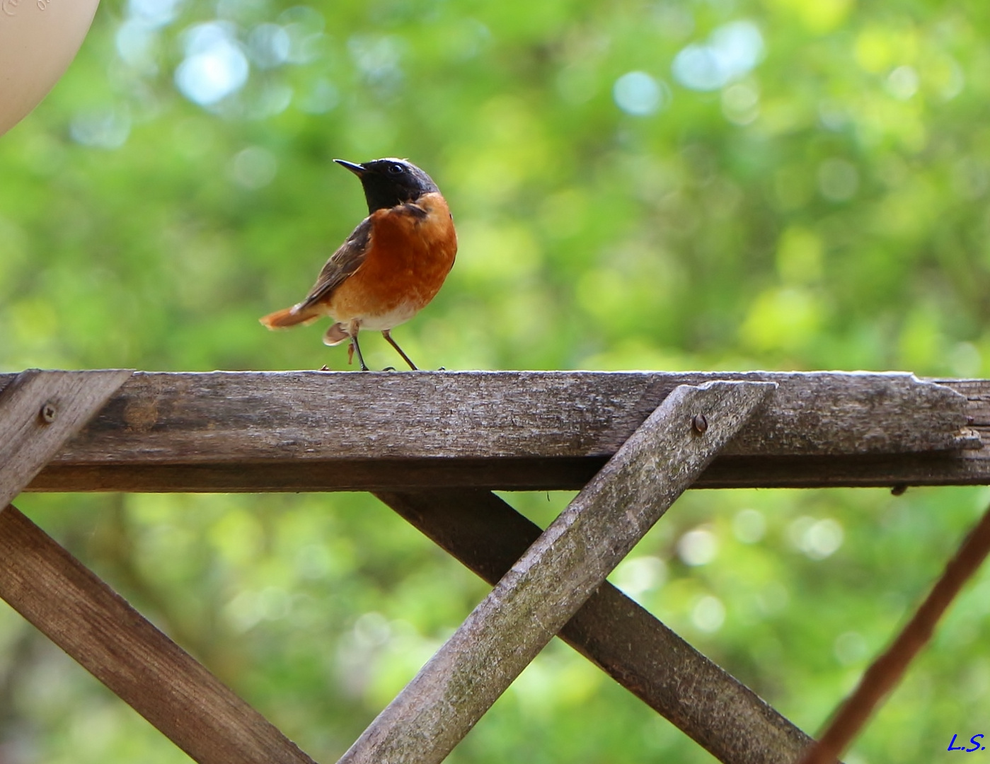 Le Rouge-queue à Front Blanc. photo et image | portraits sauvages ...