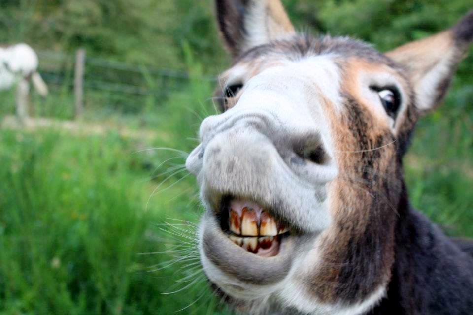 "Le sourire de l'âne" photo et image | animaux, animaux domestiques ...