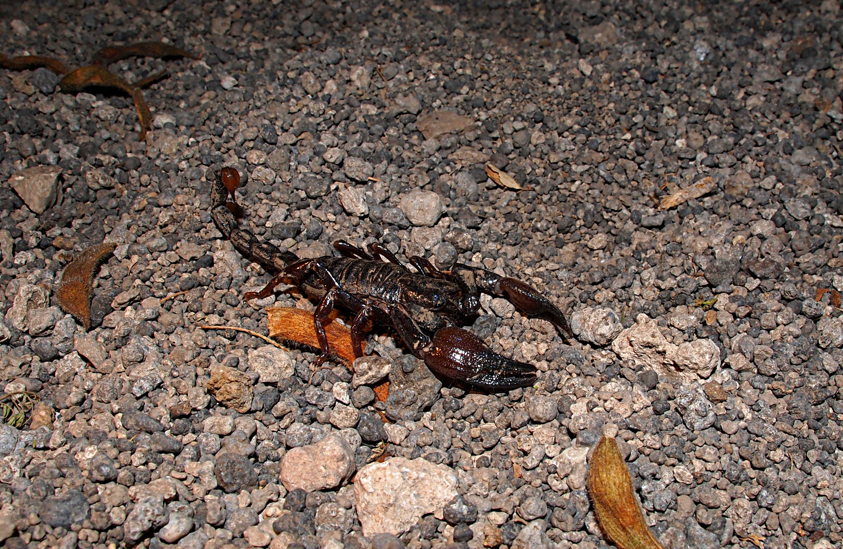 le strane creature di....the weird creatures of... Foto % Immagini ...